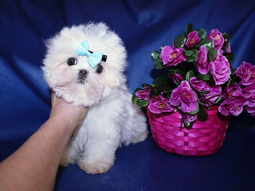 Очень красивый мини-мини мальчик 3 мес