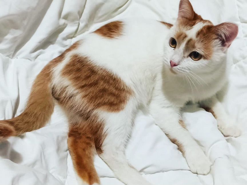 Котенок 4,5 мес.(мальчик)