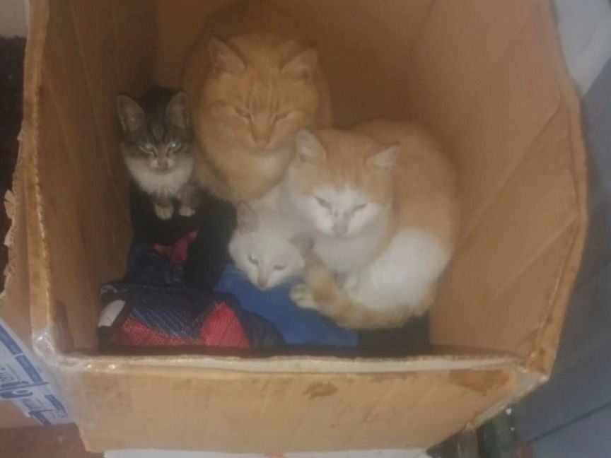 Котам нужны передержки и дома