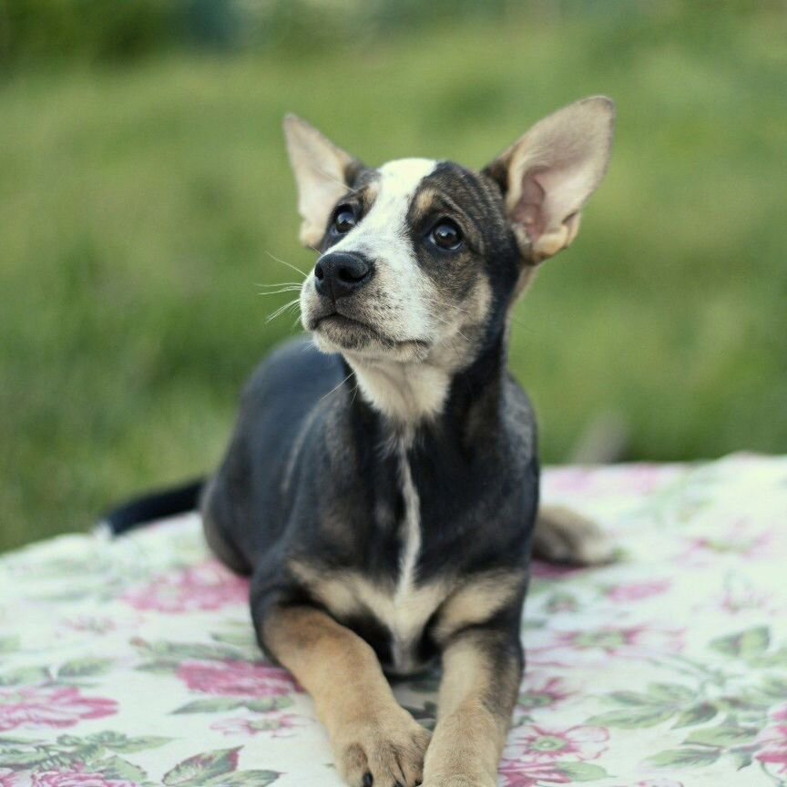 Щенок Майя в добрые руки