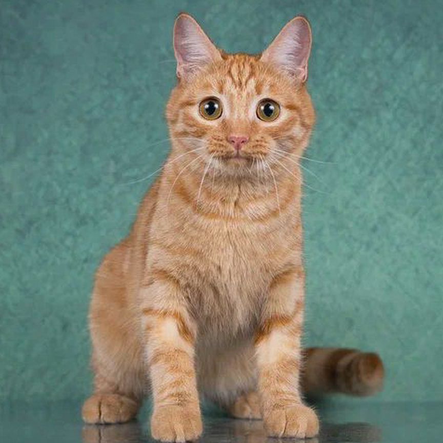 Рыжий котенок Алиса в добрые руки