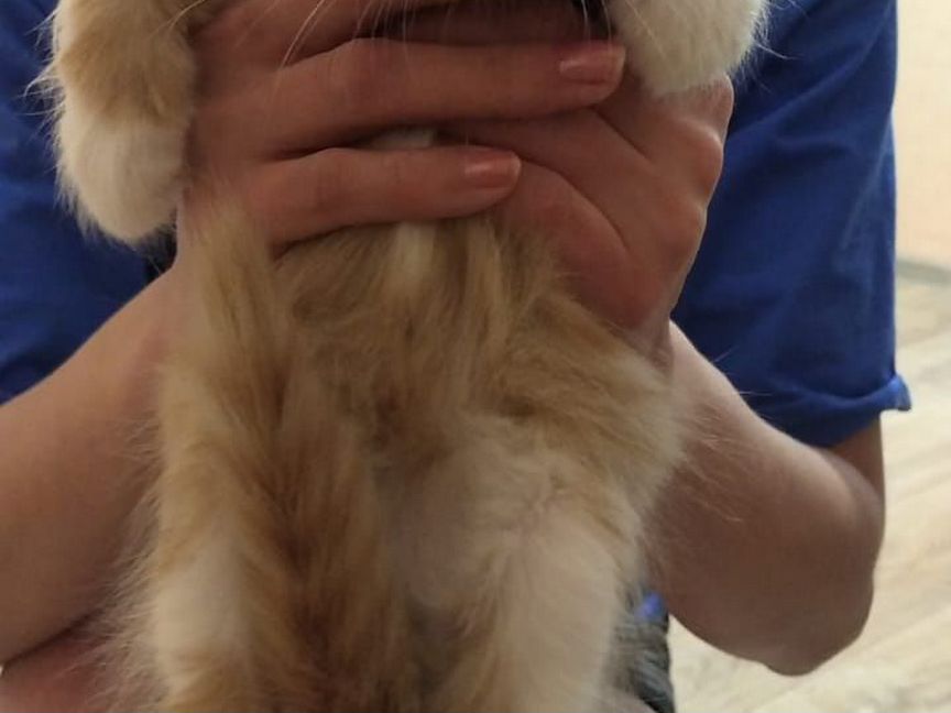 Кошка в дар бесплатно