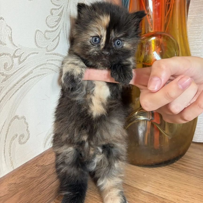 Персидский котёнок