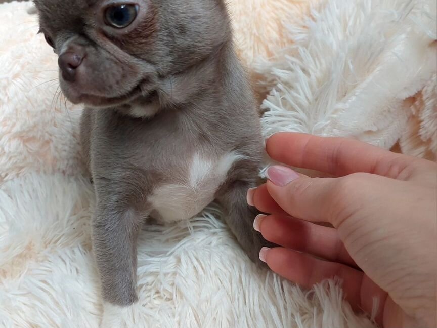 Мальчик чихуахуа Лексус