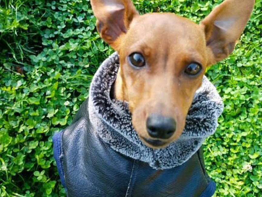 Сука цвергпинчера ищет новый дом