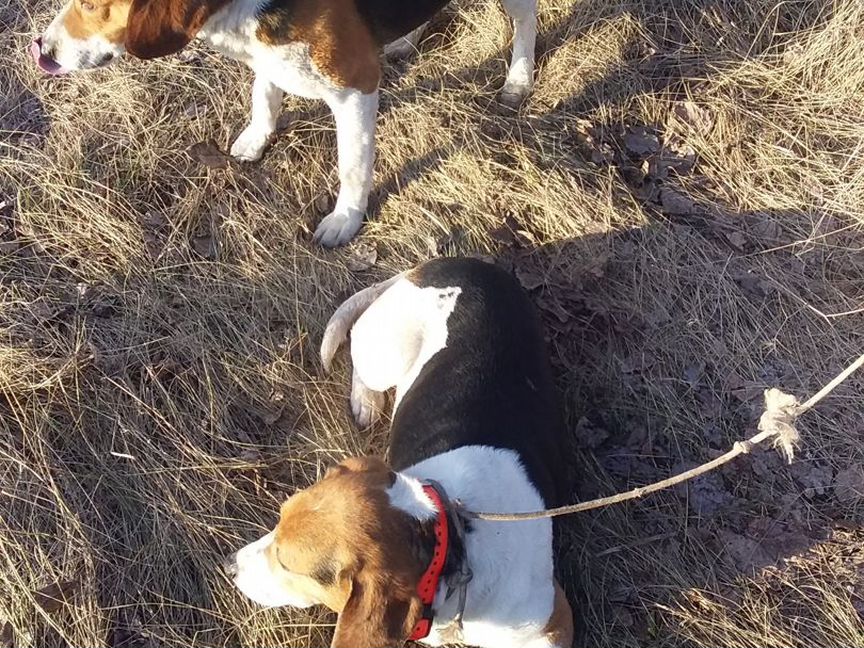 Эстонские гончие собаки