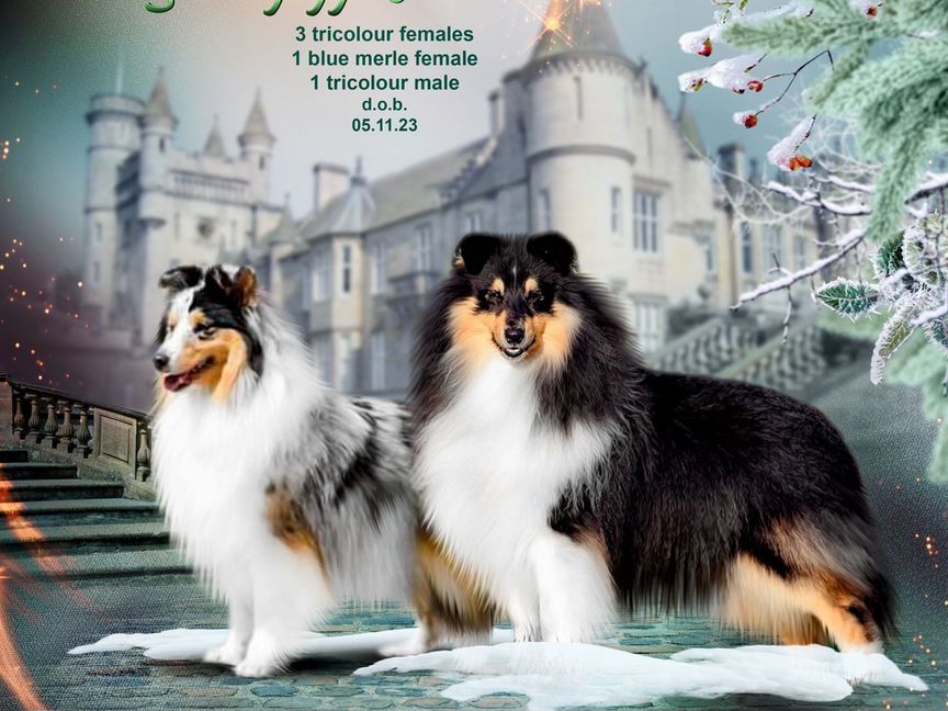 Чудо- детки: щенки шелти