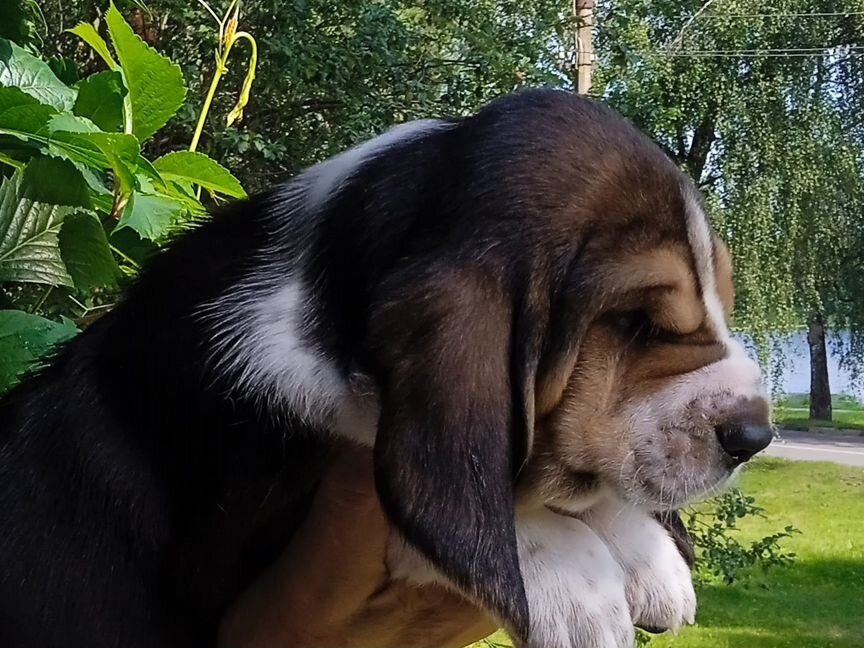 Трёхцветный мальчишка щенок бассет хаунд