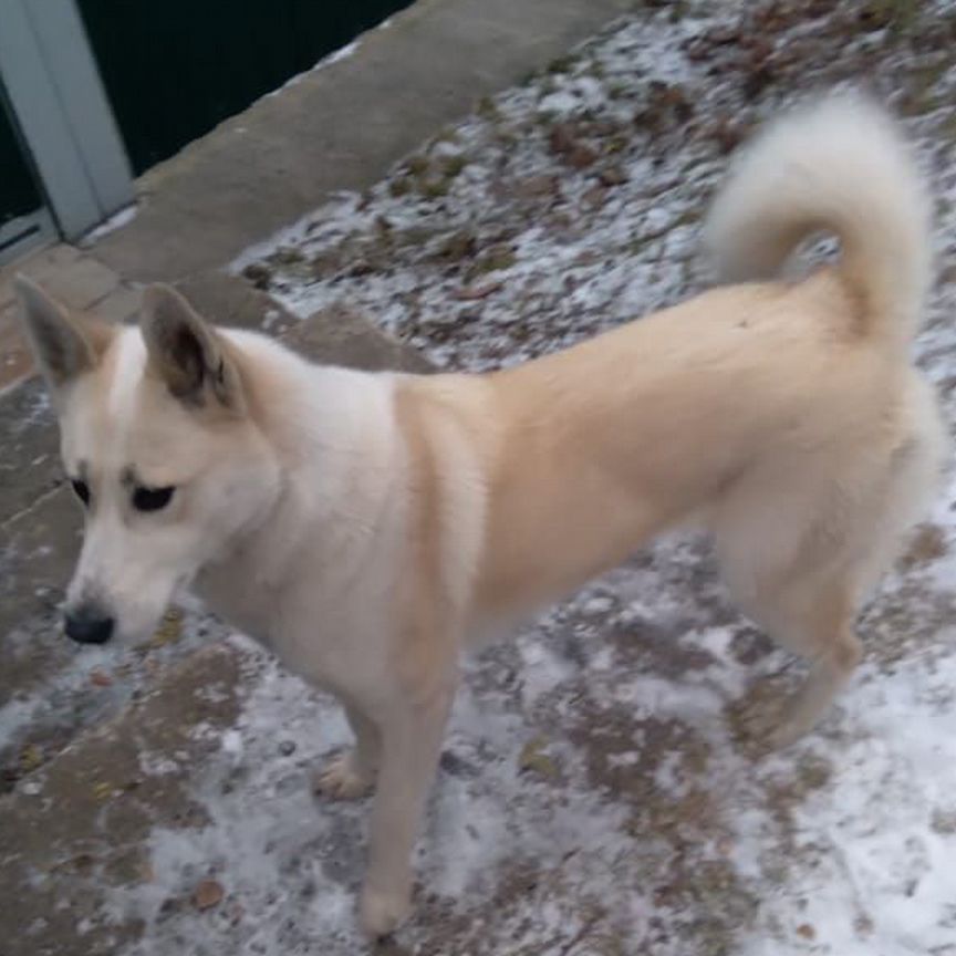 Лайка, взрослая собака