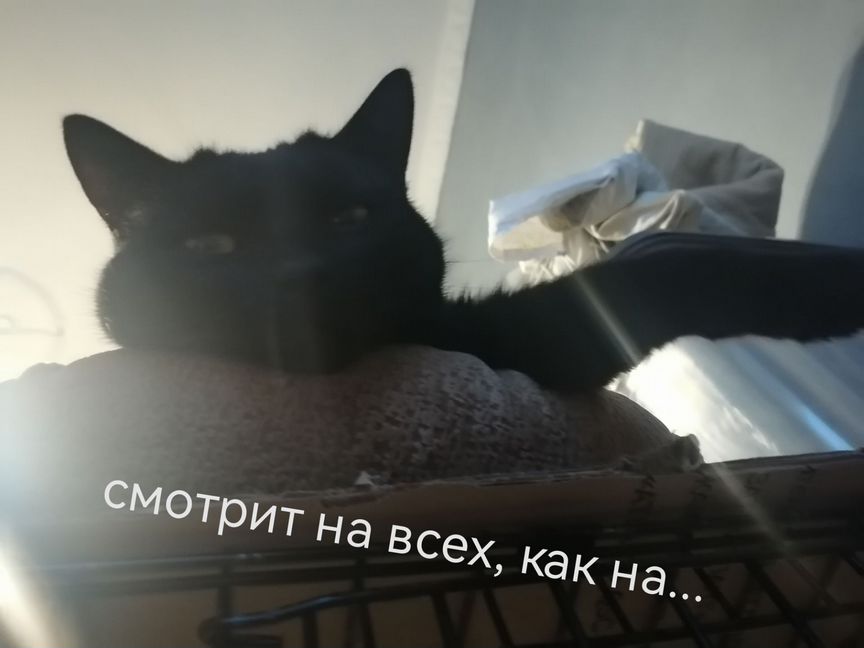 Наглая кошка