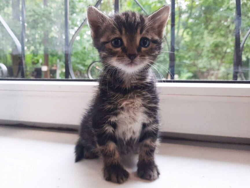 Котенок мальчик от домашней кошки 1.5 месяца