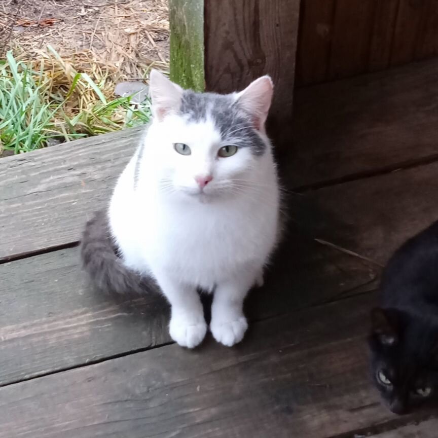 Молодая кошечка Василинка