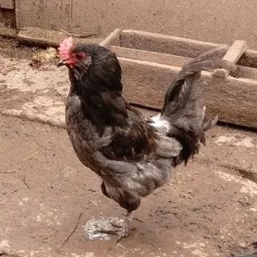 Петух,цыплята