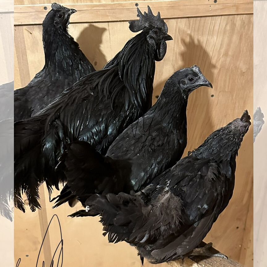 Куры Аям Цемани