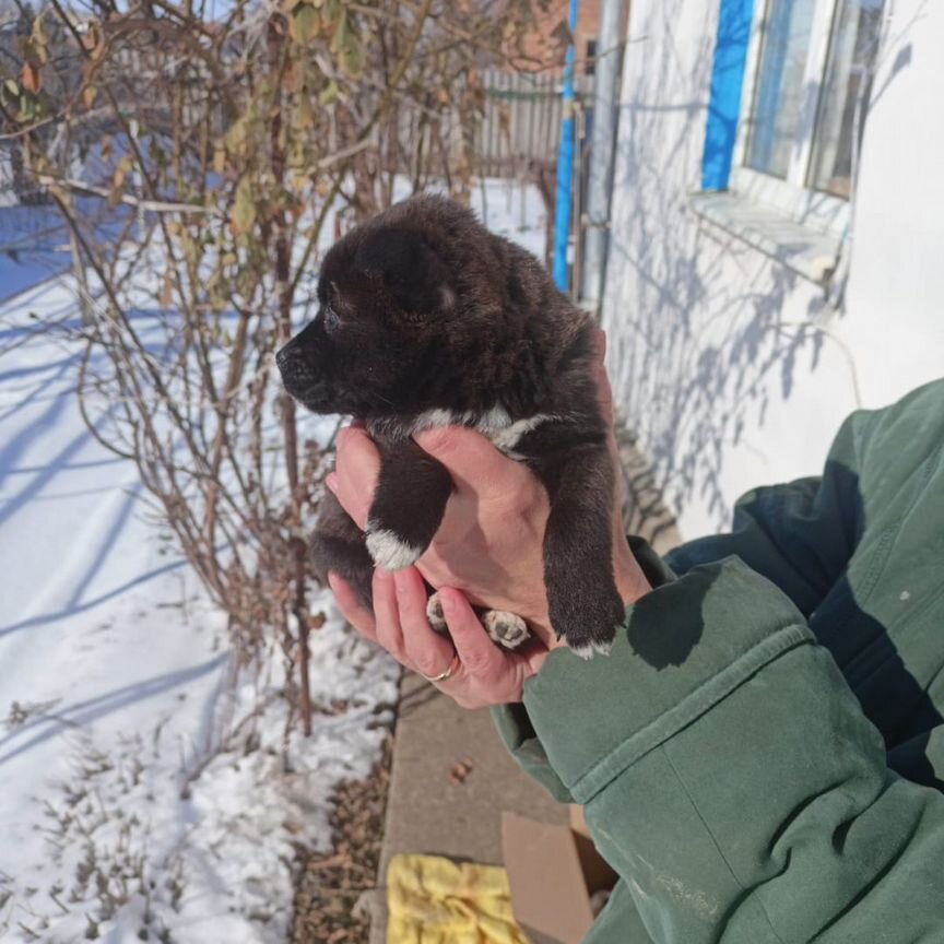 В добрые руки бесплатно