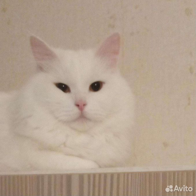 Сибирский котенок мальчик