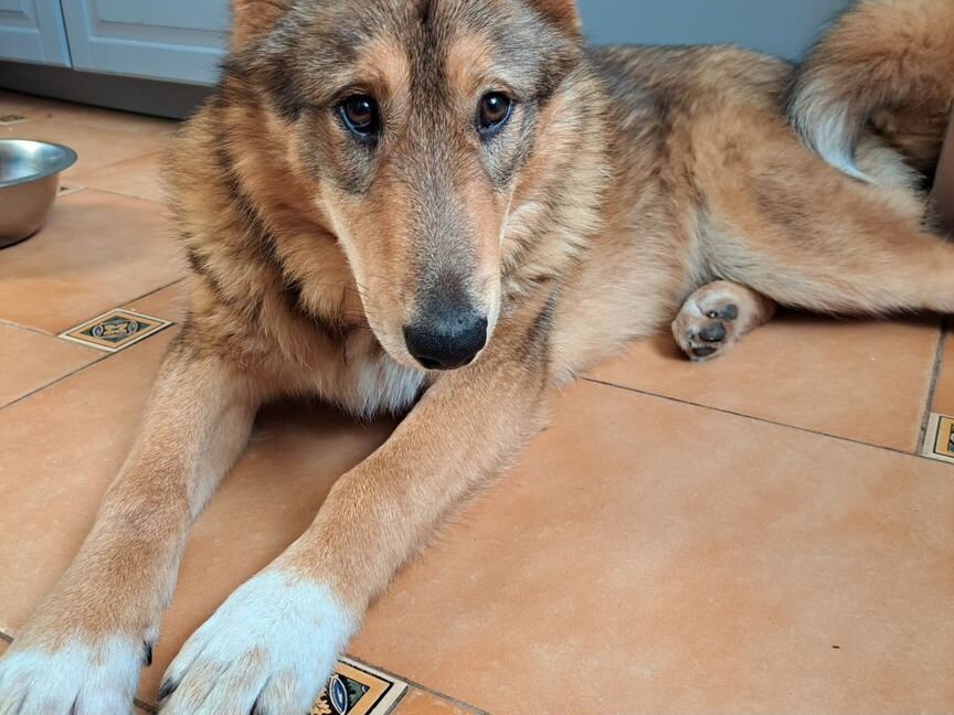 Найдена собака, м Новокосино