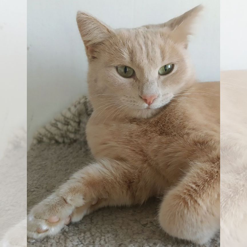 Взрослая, Девочка кошка в добрые руки