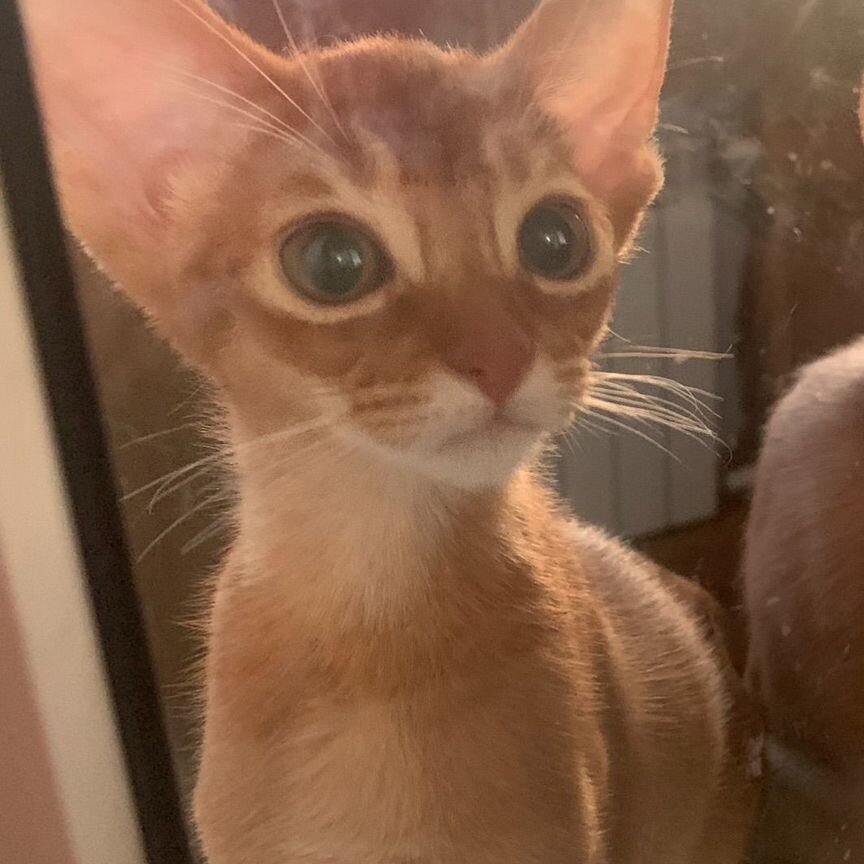 Абиссинские котята