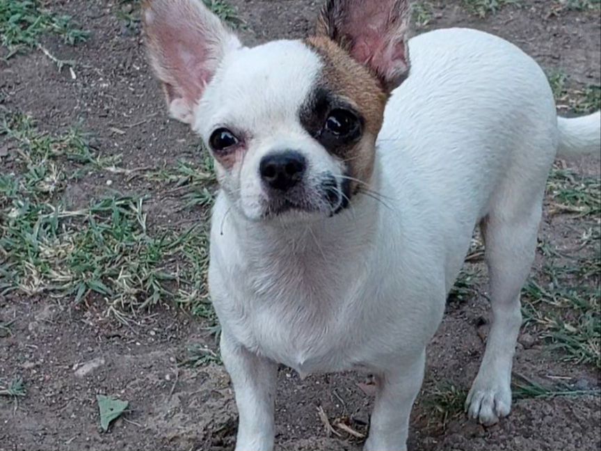 Чихуахуа 9 месяцев Афина сука РКФ