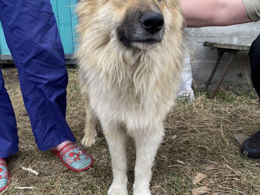 Собака (фенотип кавказской овчарки)