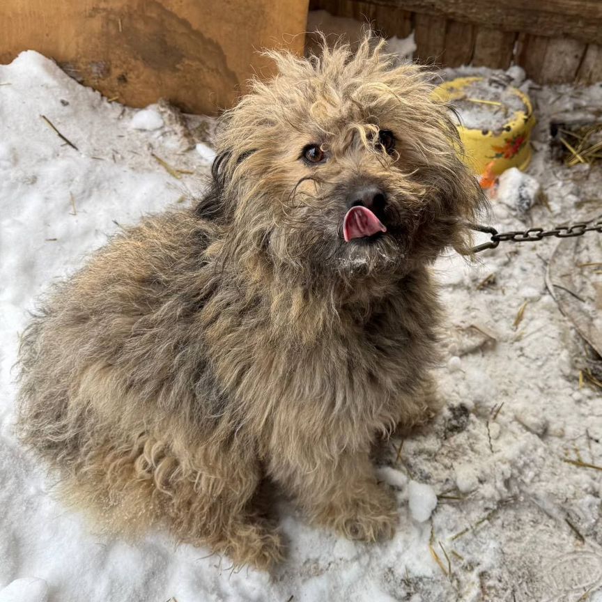 Елкая собачка, Нора