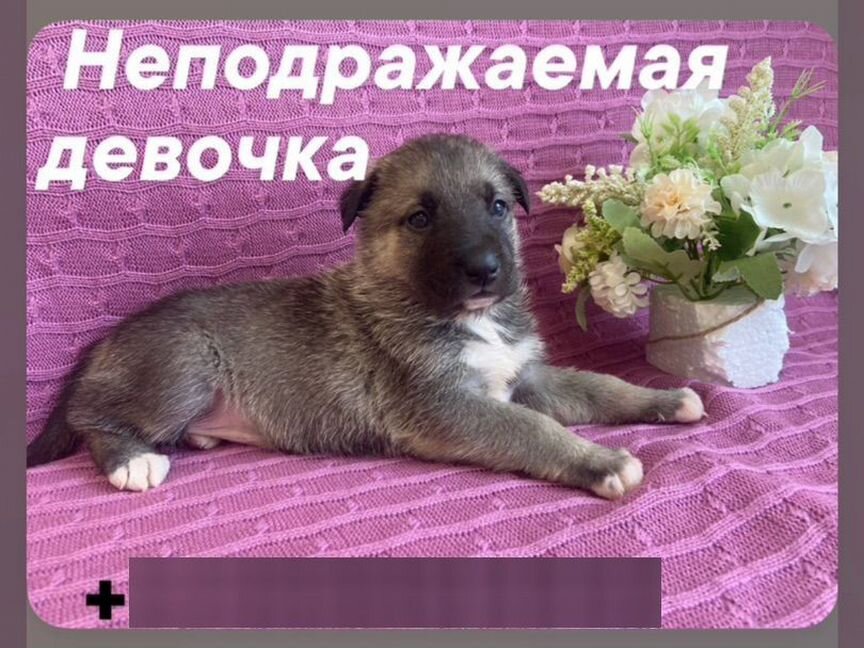 Собака