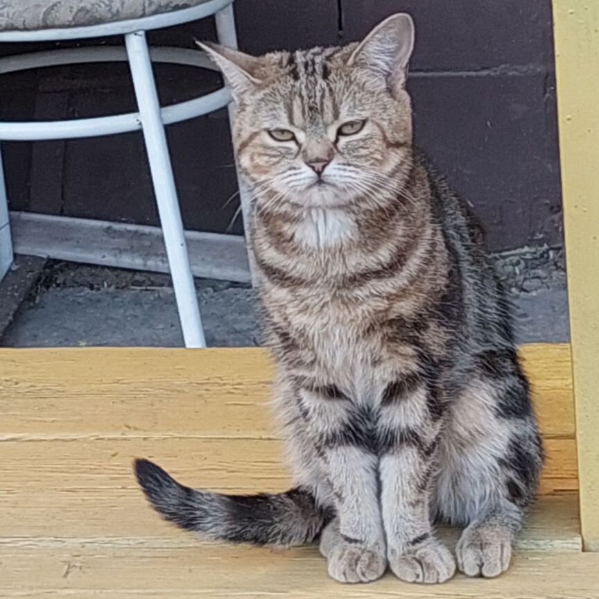 Кошечка шотландская прямоухая