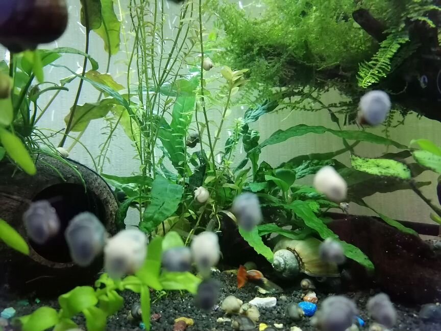 Ампулярии черничные и жемчужные