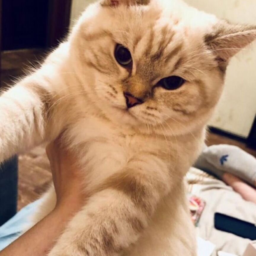 Отдам кота в добрые руки