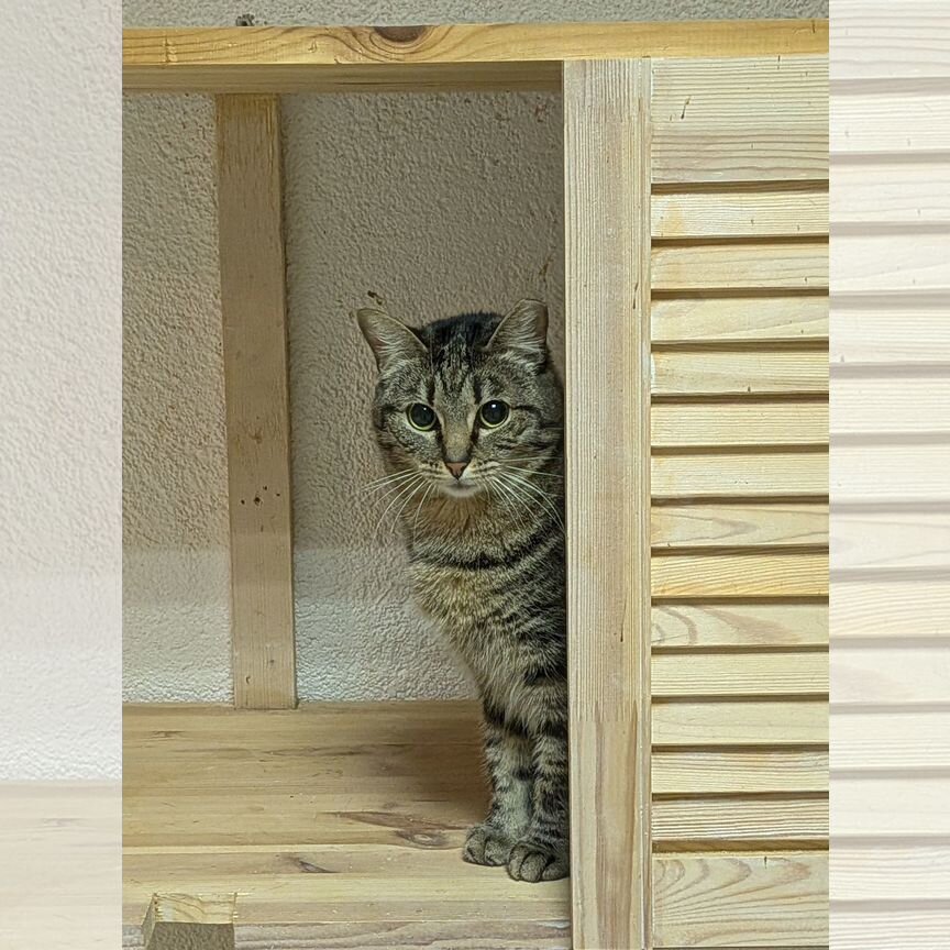 Взрослая, кошка в добрые руки