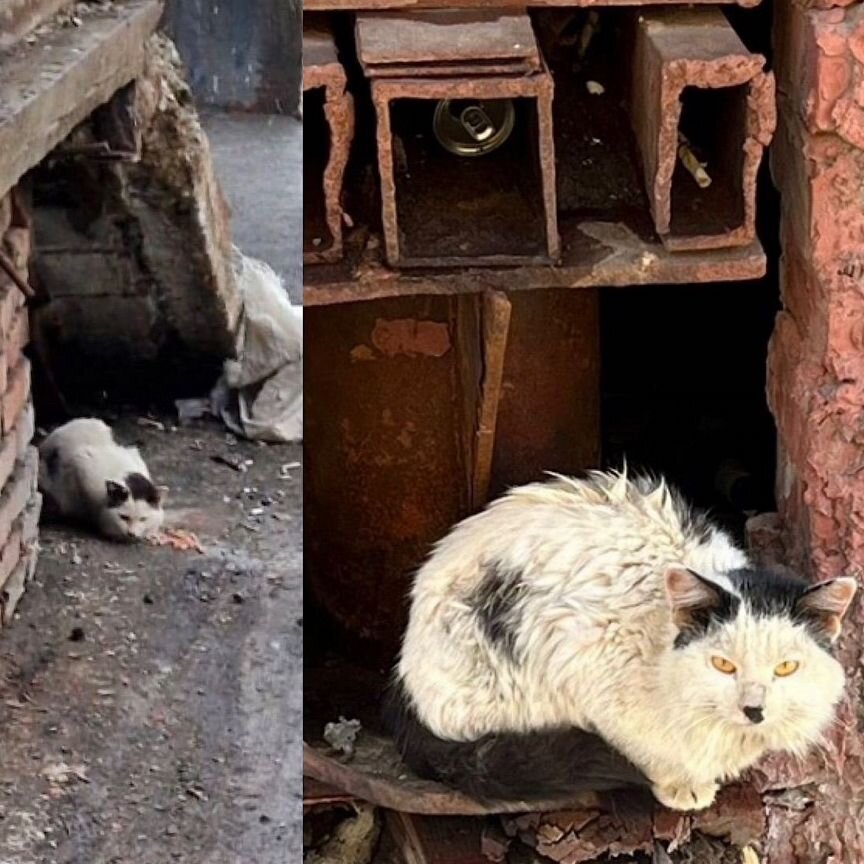 Котейка на улице