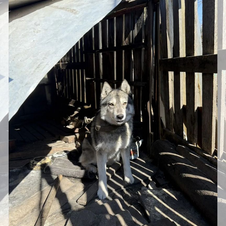 Лайка, взрослая собака