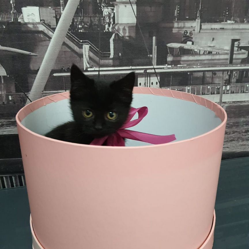 Кузя женского пола