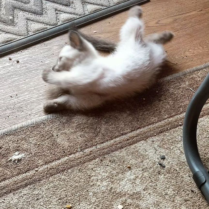 Сиамские котята