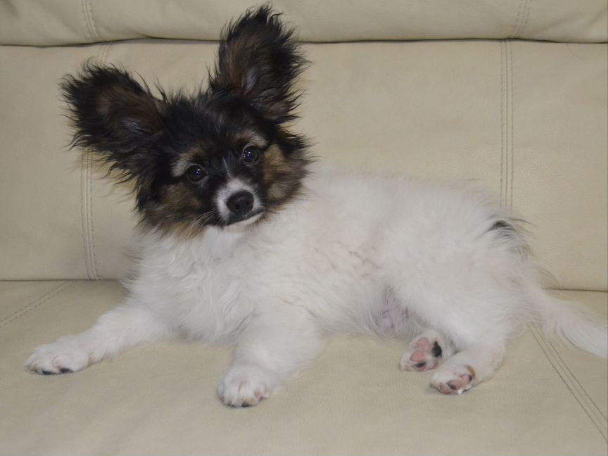 Самый красивый папийон