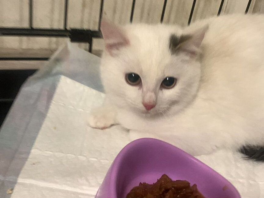 Котенок