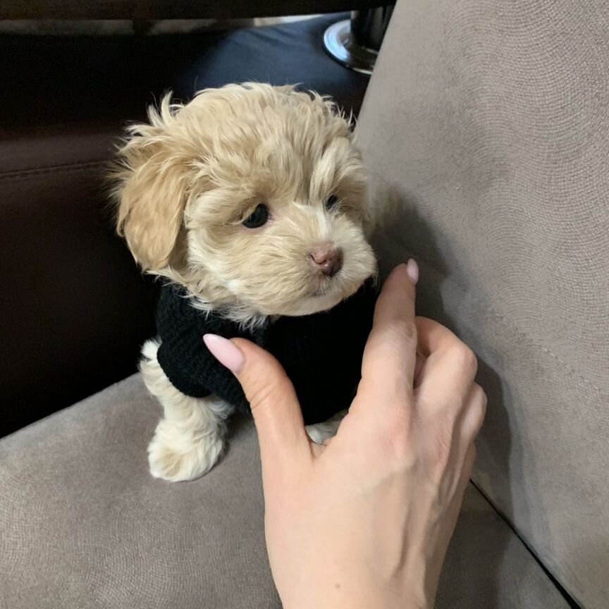 Мальтипу ф1 мини