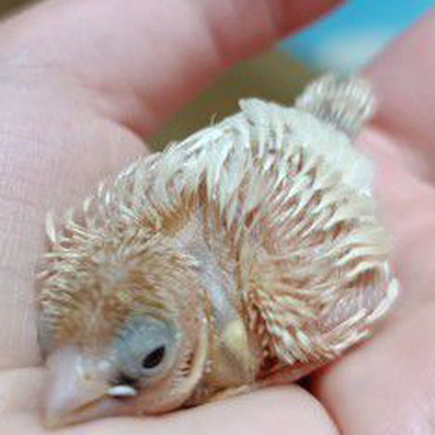 Японские амадины