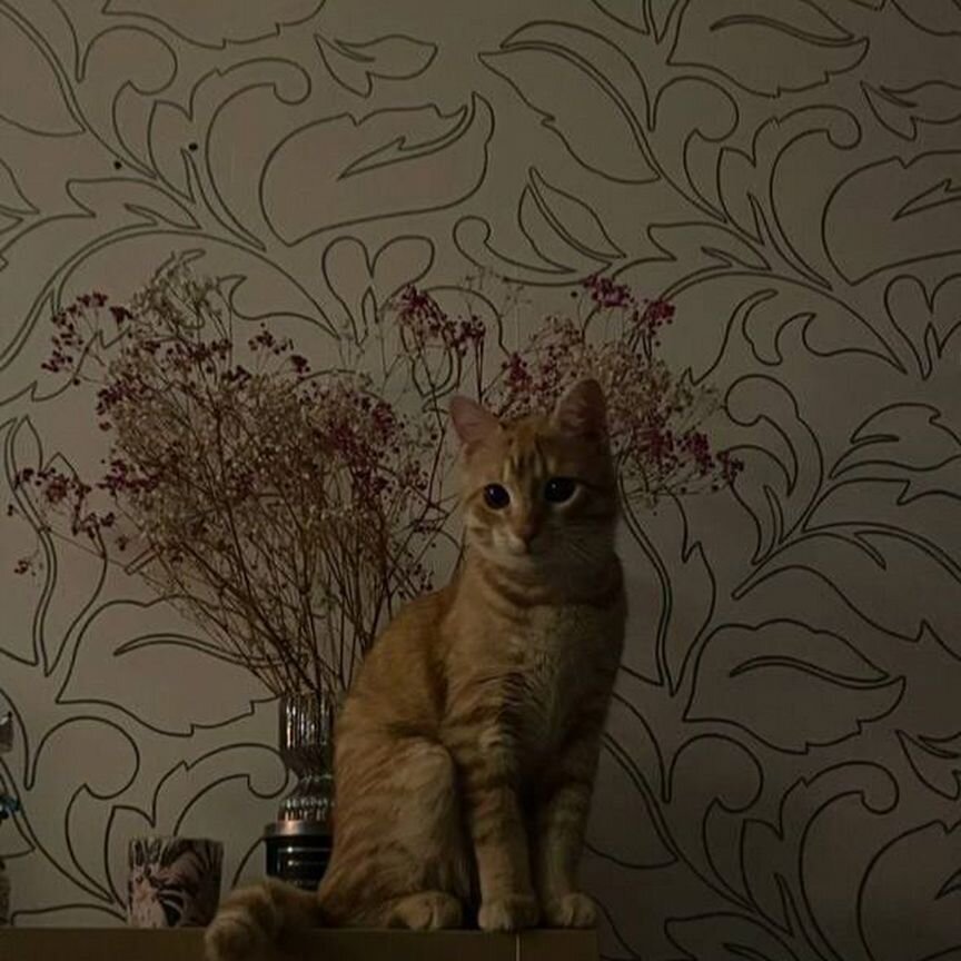 Отдам кота в добрые руки бесплатно