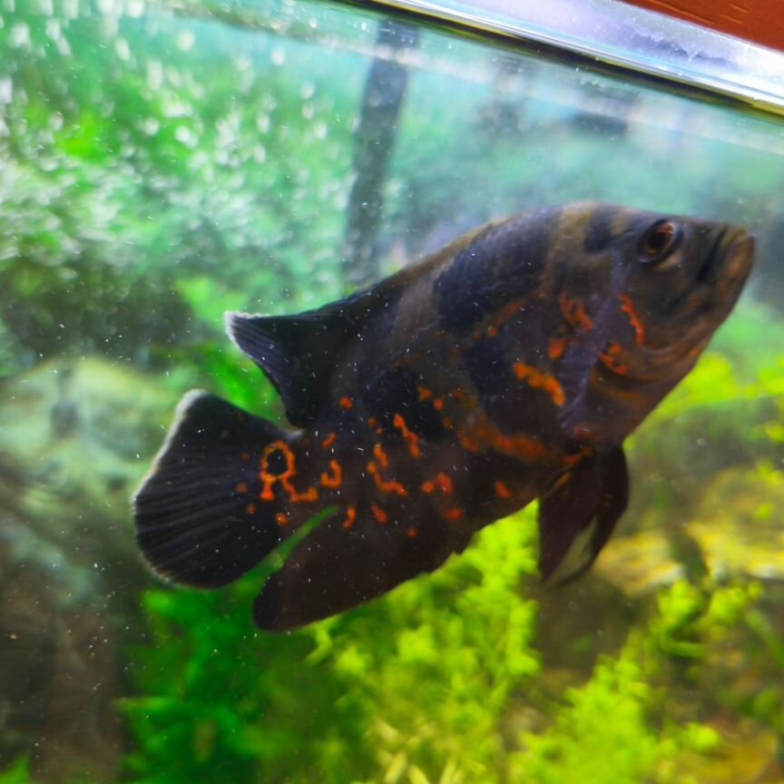 Два Астронотуса, рыба аквариумная