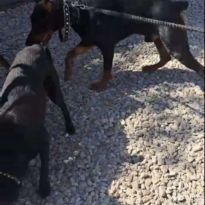 Собака доберман