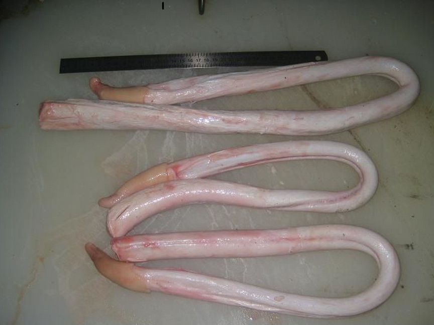 Бычий корень сырой