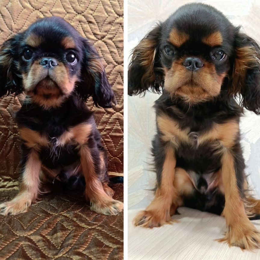 Кавалер кинг-чарльз-спаниель, щенок