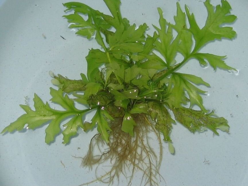 Папоротник и креветки