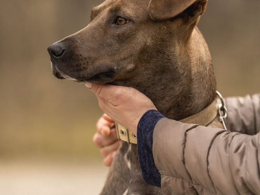 Метис, двор-терьер Адель