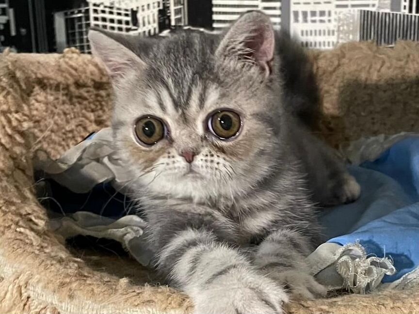 Экзотические котята