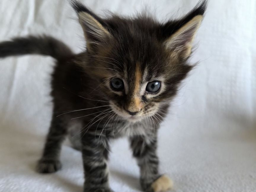 Котята мейн-кун рыжие, красный мрамор, чёрный дым