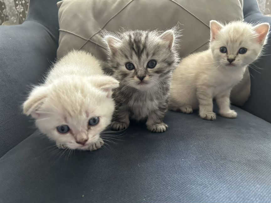 Британская