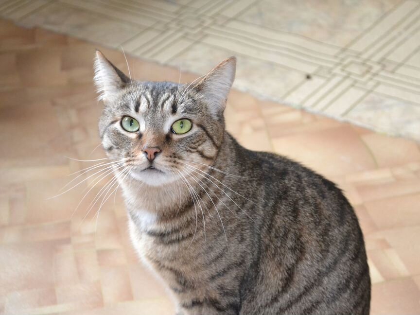 Котик обормотик